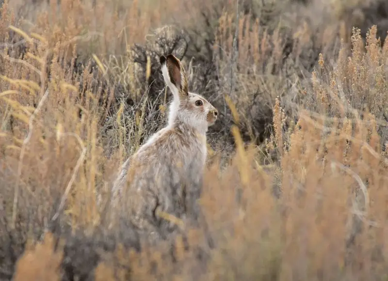 White-Tailed Jackrabbit - Facts, Diet, Habitat & Pictures on Animalia.bio