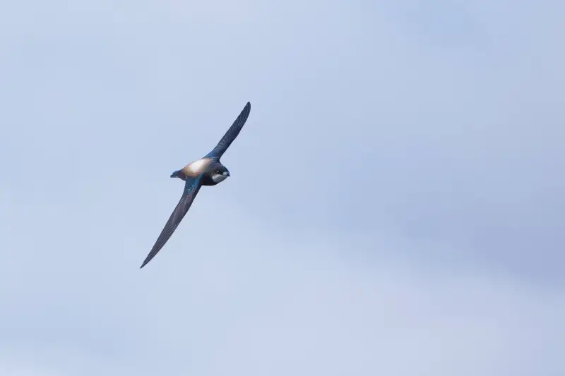 White-throated needletail - Facts, Diet, Habitat & Pictures on Animalia.bio