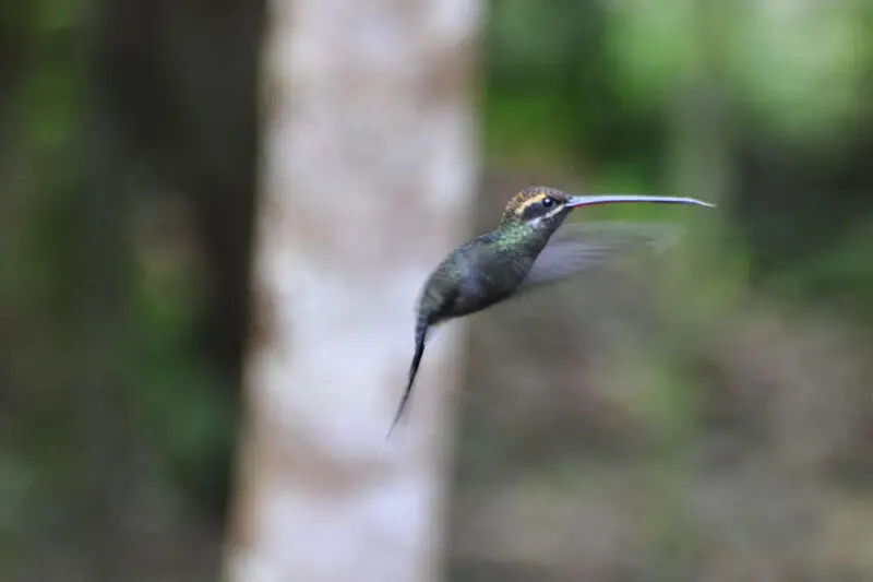 White-whiskered hermit - Facts, Diet, Habitat & Pictures on Animalia.bio