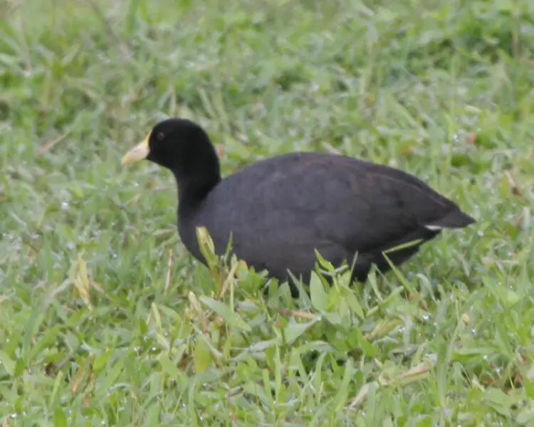 White-winged coot - Facts, Diet, Habitat & Pictures on Animalia.bio