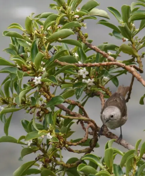 Whitehead - Facts, Diet, Habitat & Pictures on Animalia.bio