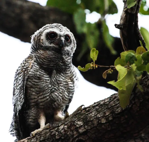 Mottled wood owl - Facts, Diet, Habitat & Pictures on Animalia.bio