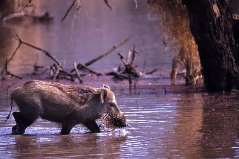 Indian boar - Facts, Diet, Habitat & Pictures on Animalia.bio