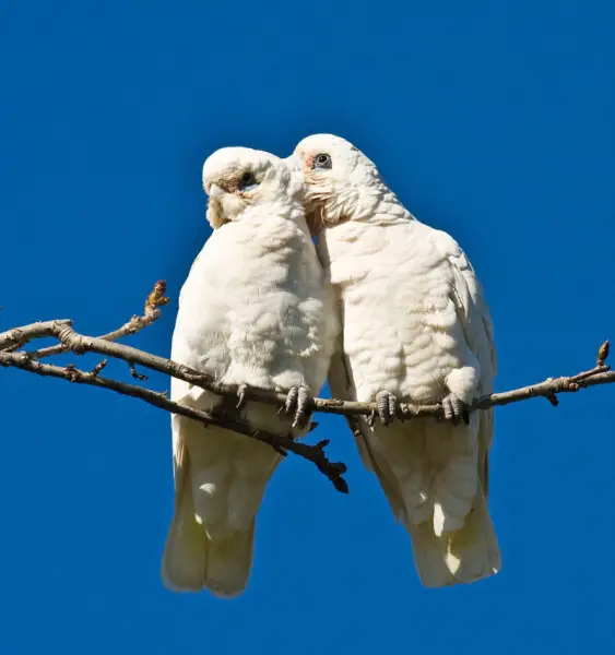 Little corella - Facts, Diet, Habitat & Pictures on Animalia.bio