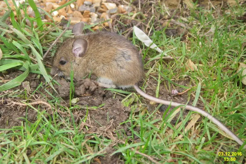 Wood Mouse - Facts, Diet, Habitat & Pictures on Animalia.bio