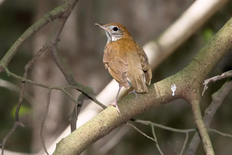Wood Thrush - Facts, Diet, Habitat & Pictures on Animalia.bio