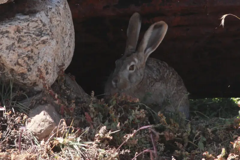 Woolly hare - Facts, Diet, Habitat & Pictures on Animalia.bio