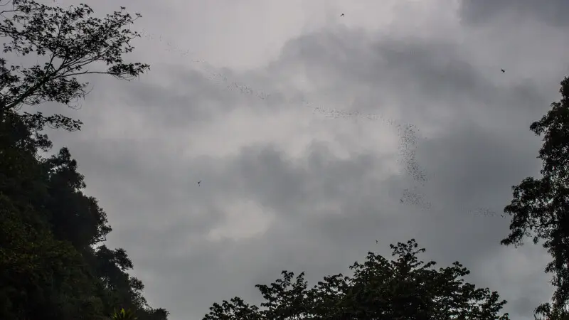 Wrinkle-lipped free-tailed bat - Facts, Diet, Habitat & Pictures on ...