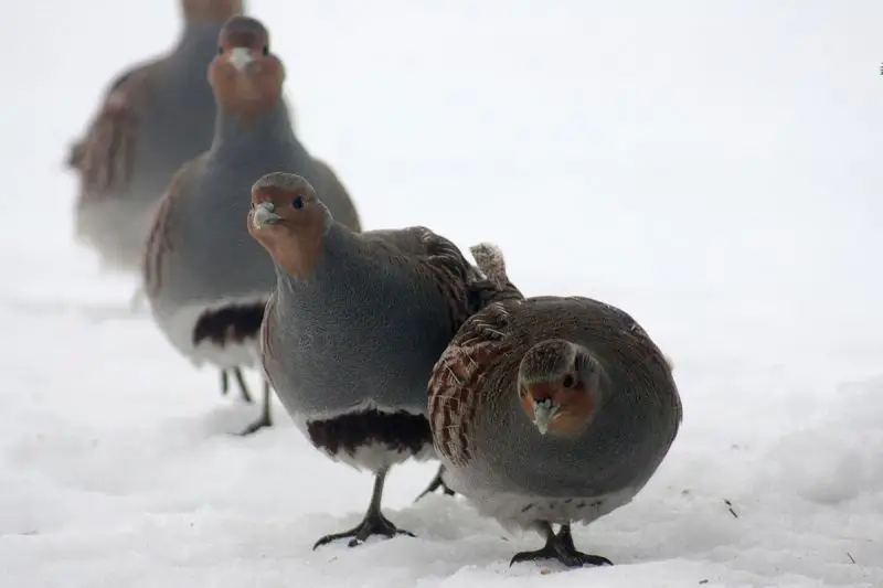 Grey Partridge - Facts, Diet, Habitat & Pictures on Animalia.bio