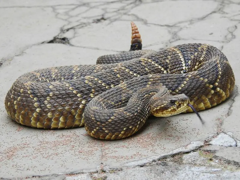 South American Rattlesnake - Facts, Diet, Habitat & Pictures on ...