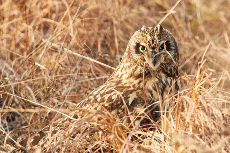 Short-Eared Owl - Facts, Diet, Habitat & Pictures on Animalia.bio