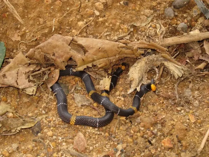 Micrurus hemprichii - факти, дієта, ареал і фотографії на Animalia.bio