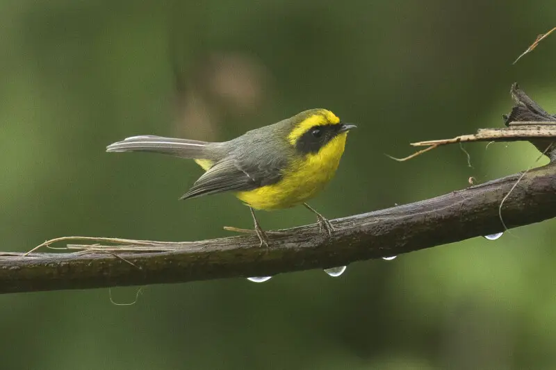 Yellow-bellied fantail - Facts, Diet, Habitat & Pictures on Animalia.bio