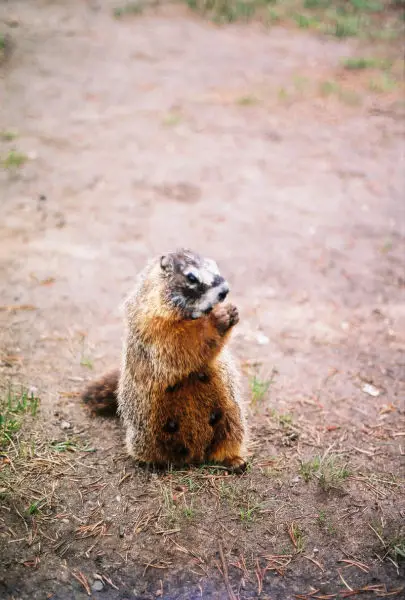 Yellow-Bellied Marmot - Facts, Diet, Habitat & Pictures on Animalia.bio