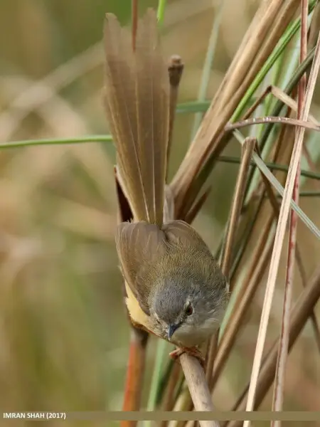 Yellow-bellied prinia - Facts, Diet, Habitat & Pictures on Animalia.bio