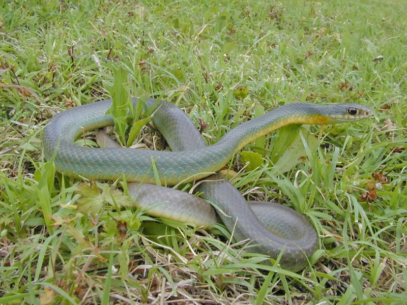 Western yellow-bellied racer - Facts, Diet, Habitat & Pictures on ...