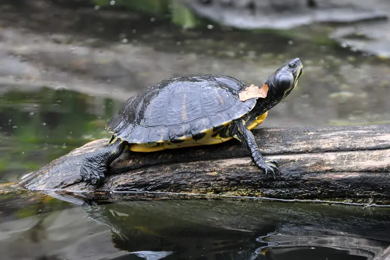 Yellow-bellied slider - Facts, Diet, Habitat & Pictures on Animalia.bio