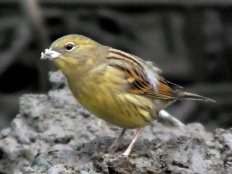 Yellow bunting - Facts, Diet, Habitat & Pictures on Animalia.bio