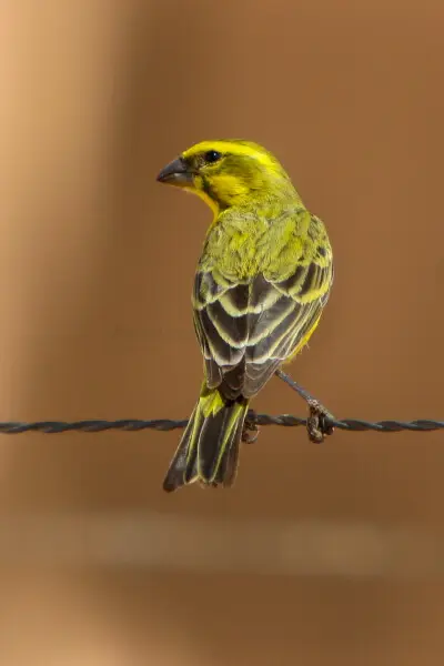 Yellow canary - Facts, Diet, Habitat & Pictures on Animalia.bio