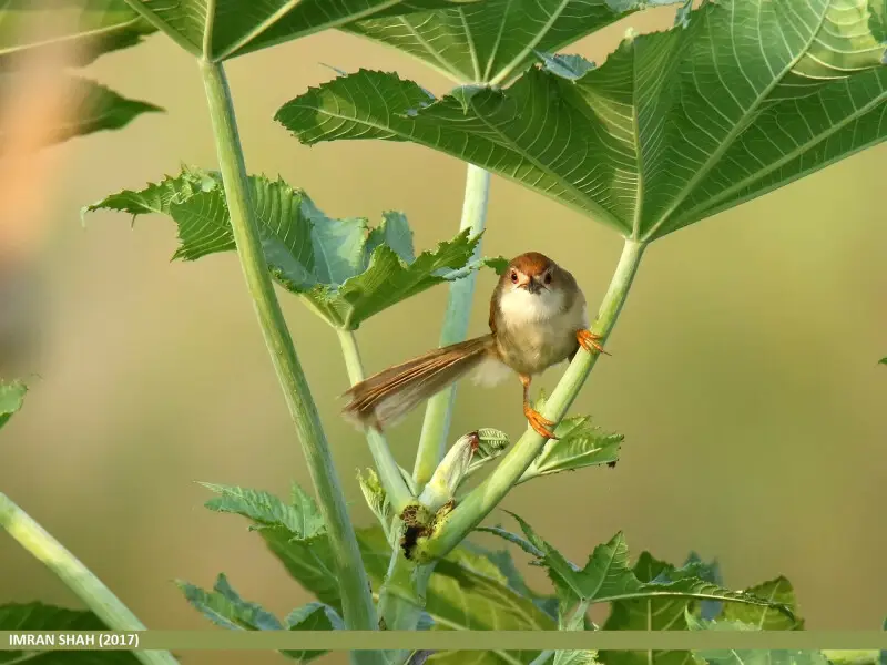 Yellow-eyed babbler - Facts, Diet, Habitat & Pictures on Animalia.bio