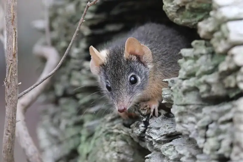 Yellow-footed antechinus - Facts, Diet, Habitat & Pictures on Animalia.bio