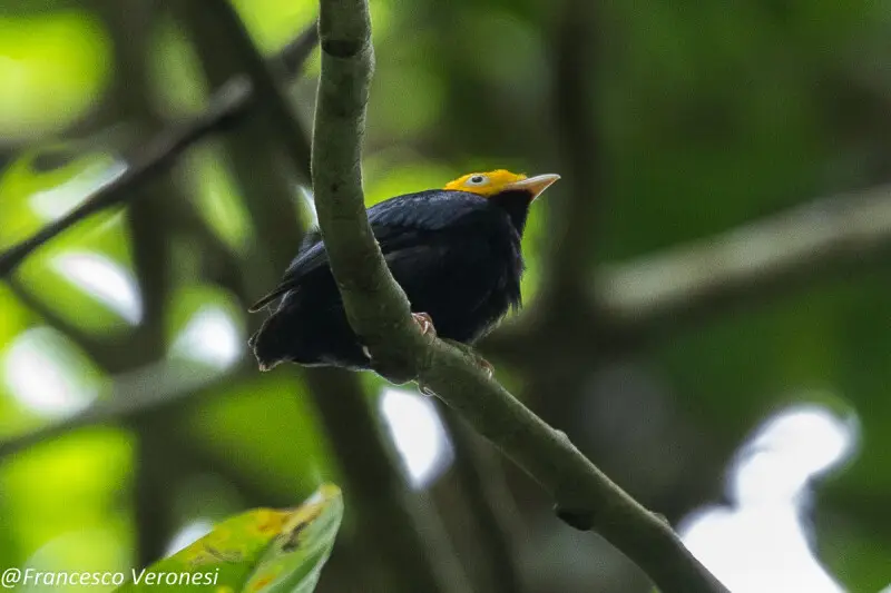 Golden-headed manakin - Facts, Diet, Habitat & Pictures on Animalia.bio