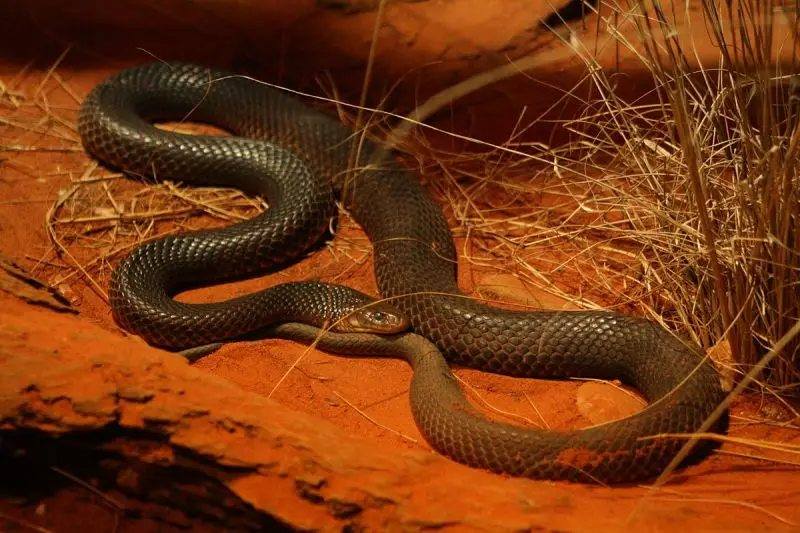 Mulga Snake - Facts, Diet, Habitat & Pictures on Animalia.bio