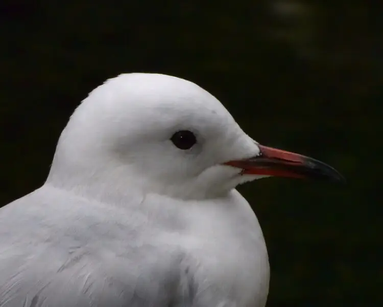Black-billed gull - Facts, Diet, Habitat & Pictures on Animalia.bio
