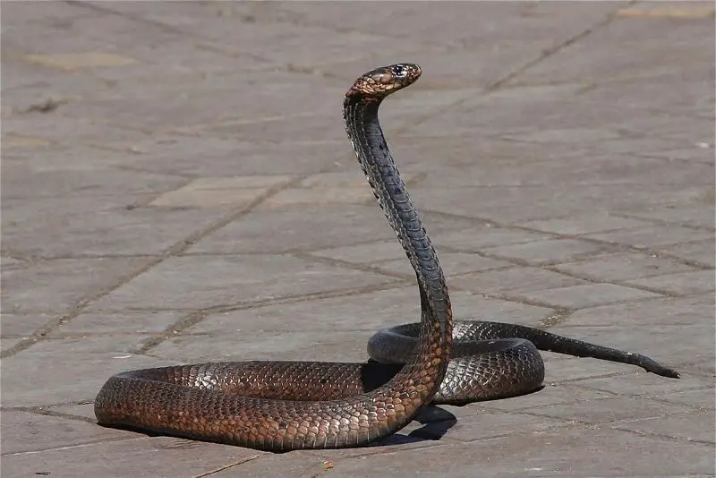 Egyptian Cobra - Facts, Diet, Habitat & Pictures on Animalia.bio
