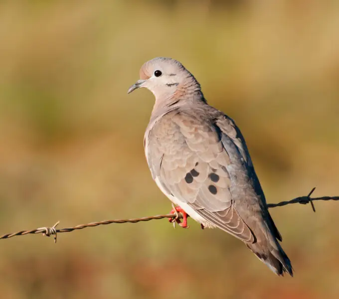 Eared dove - Facts, Diet, Habitat & Pictures on Animalia.bio