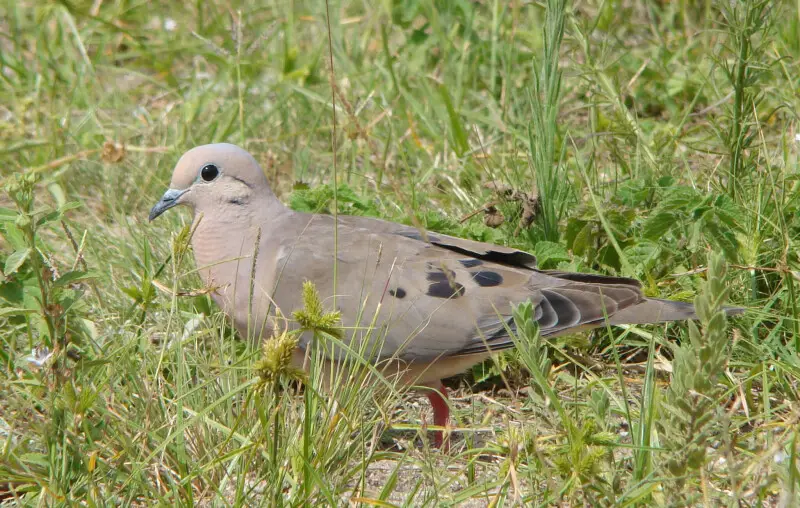Eared dove - Facts, Diet, Habitat & Pictures on Animalia.bio