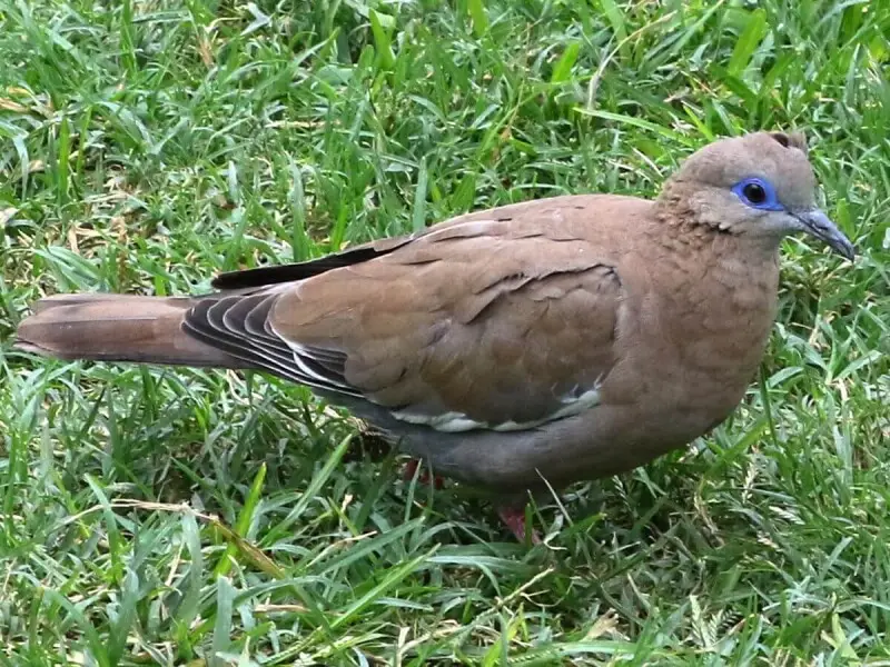 West Peruvian dove - Facts, Diet, Habitat & Pictures on Animalia.bio