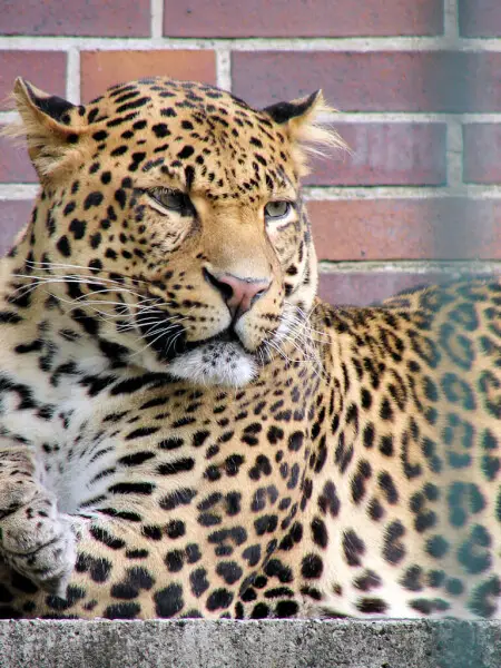 Javan leopard - Facts, Diet, Habitat & Pictures on Animalia.bio