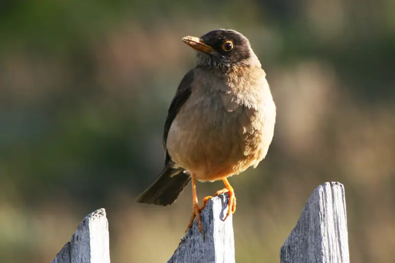 Austral thrush - Facts, Diet, Habitat & Pictures on Animalia.bio