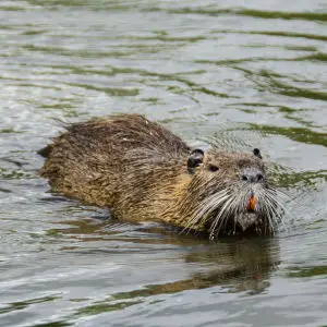 Coypu - Facts, Diet, Habitat & Pictures on Animalia.bio