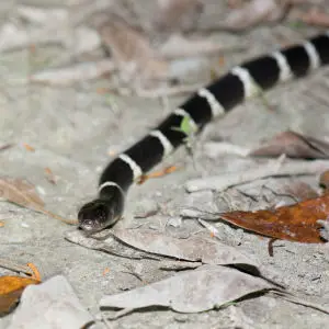 Many-Banded Krait - Facts, Diet, Habitat & Pictures on Animalia.bio