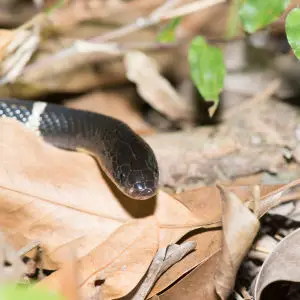 Many-Banded Krait - Facts, Diet, Habitat & Pictures on Animalia.bio