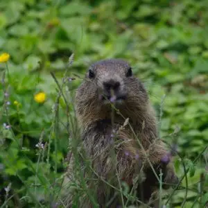 Alpine Marmot - Facts, Diet, Habitat & Pictures on Animalia.bio