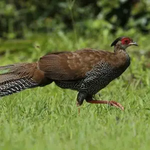 Silver Pheasant - Facts, Diet, Habitat & Pictures on Animalia.bio