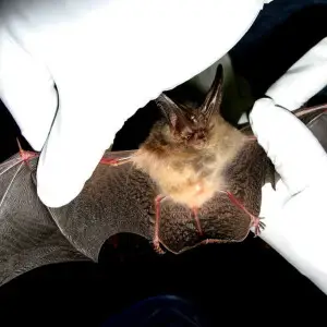 Virginia big-eared bat - Facts, Diet, Habitat & Pictures on Animalia.bio