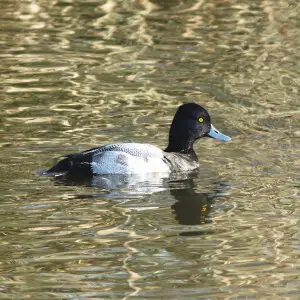 Lesser scaup - Facts, Diet, Habitat & Pictures on Animalia.bio