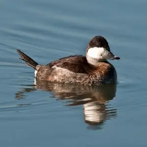 Ruddy Duck - Facts, Diet, Habitat & Pictures on Animalia.bio