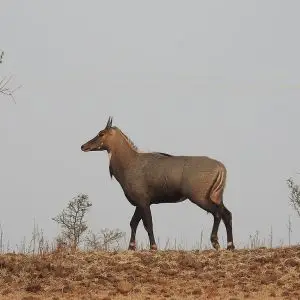 Nilgai - Facts, Diet, Habitat & Pictures on Animalia.bio