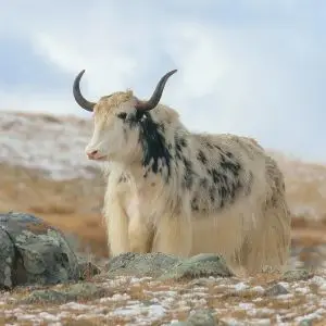 Domestic Yak - Facts, Diet, Habitat & Pictures on Animalia.bio