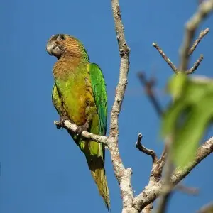 Brown-throated parakeet - Facts, Diet, Habitat & Pictures on Animalia.bio