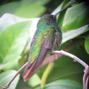 Anthracothorax prevostii - Facts, Diet, Habitat & Pictures on Animalia.bio