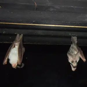 Ghost Bat - Facts, Diet, Habitat & Pictures on Animalia.bio