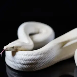 Olive Python - Facts, Diet, Habitat & Pictures on Animalia.bio