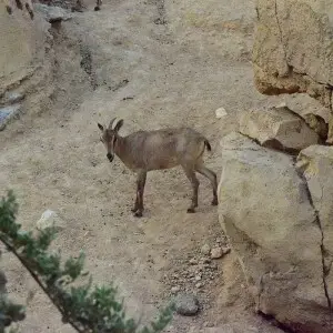 Arabian Tahr - Facts, Diet, Habitat & Pictures on Animalia.bio