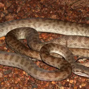 Children's Python - Facts, Diet, Habitat & Pictures on Animalia.bio